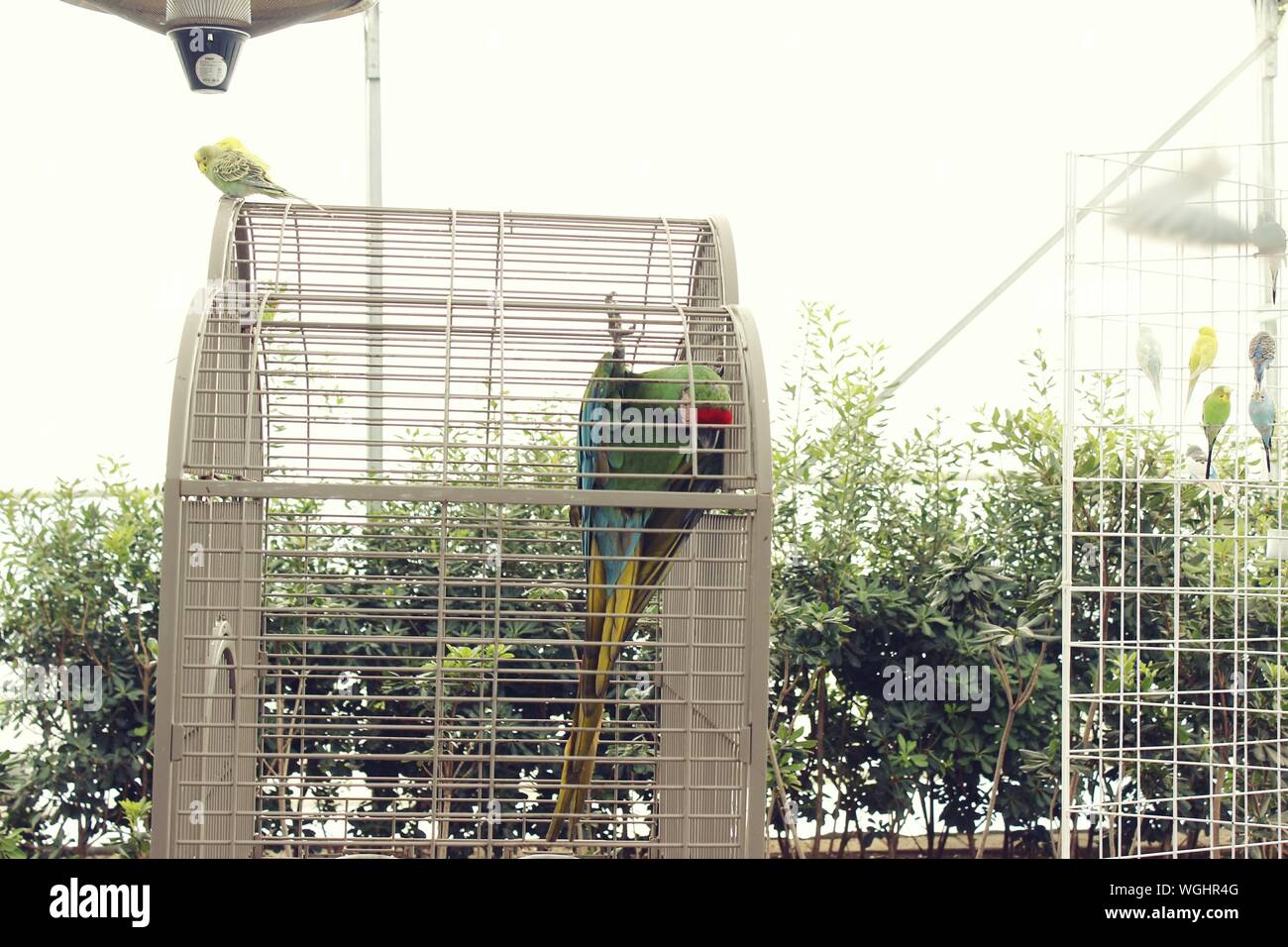 Parrot view hi-res stock photography and images - Alamy