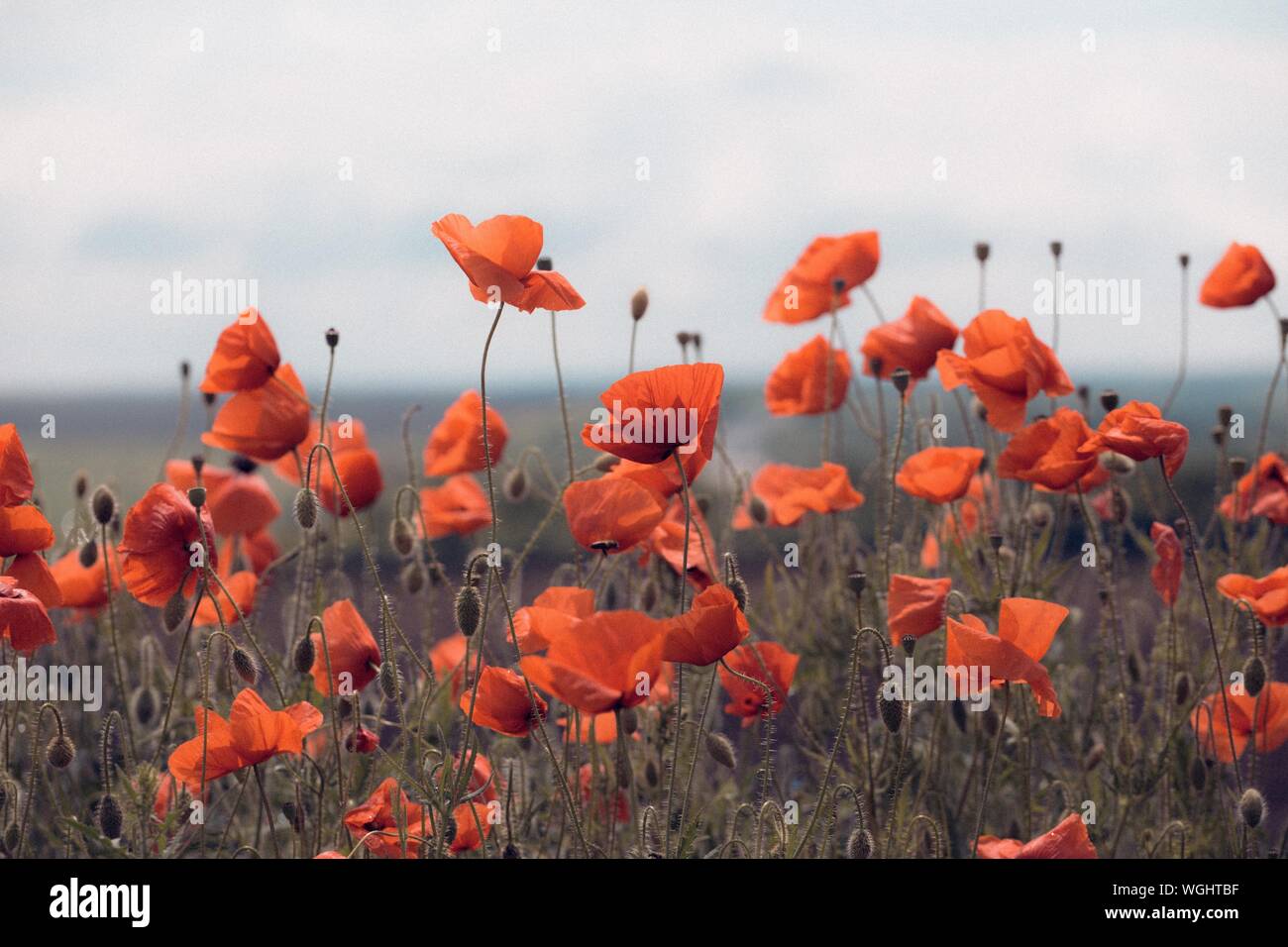 background of beautiful red poppy field. Provence, France. a poster ...