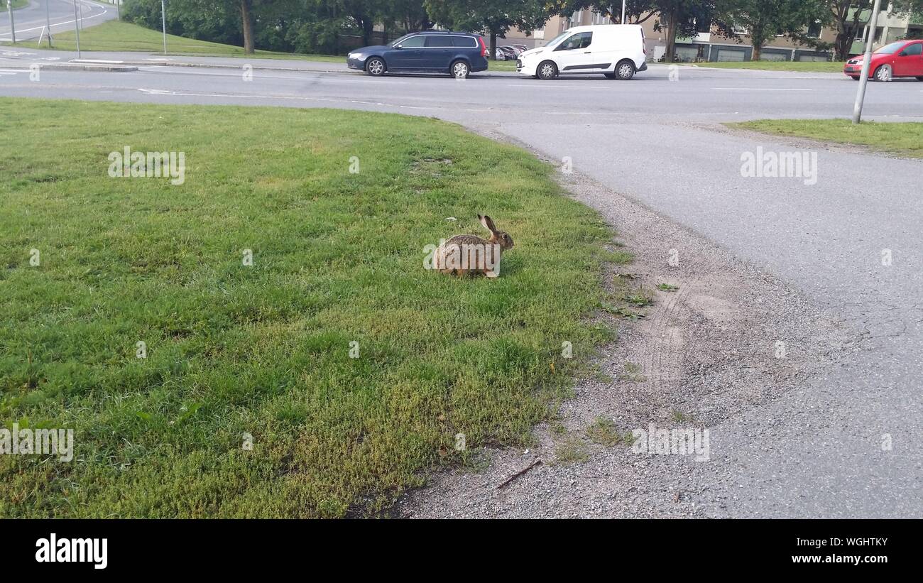 a hare at the intersection of a city street Stock Photo - Alamy