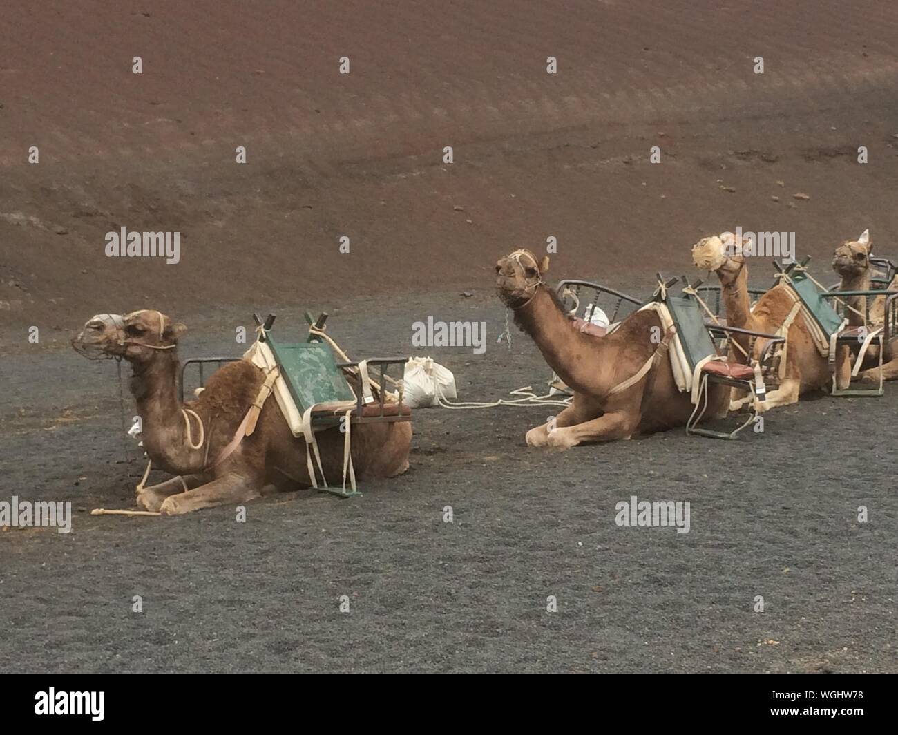 Row Of Camels High Resolution Stock Photography and Images - Alamy