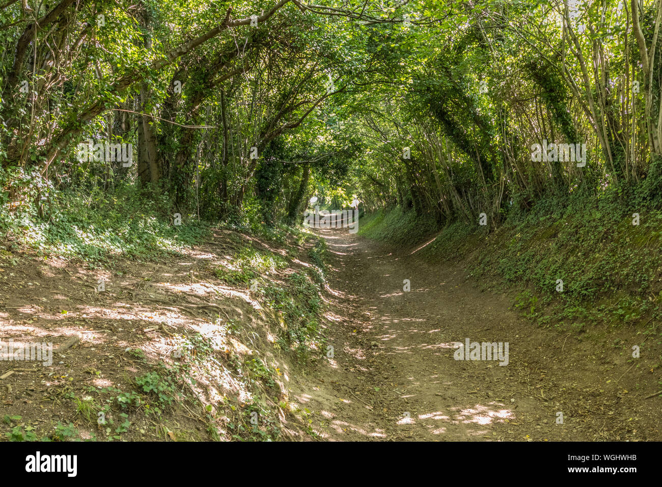 Tree Tunnel England High Resolution Stock Photography and Images - Alamy