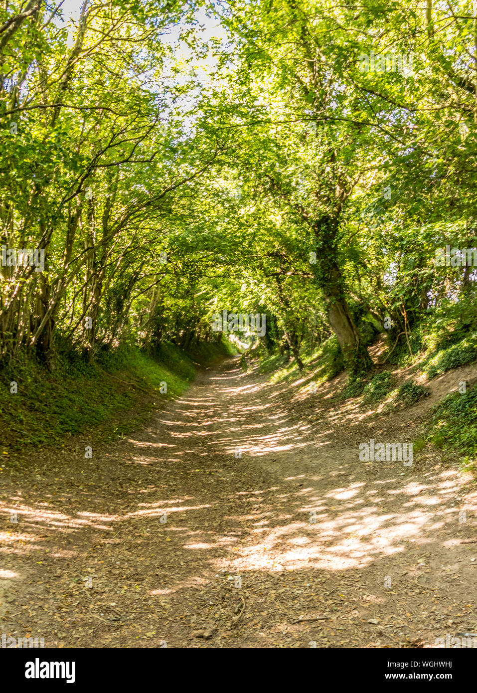 Halnaker tree tunnel hi-res stock photography and images - Alamy