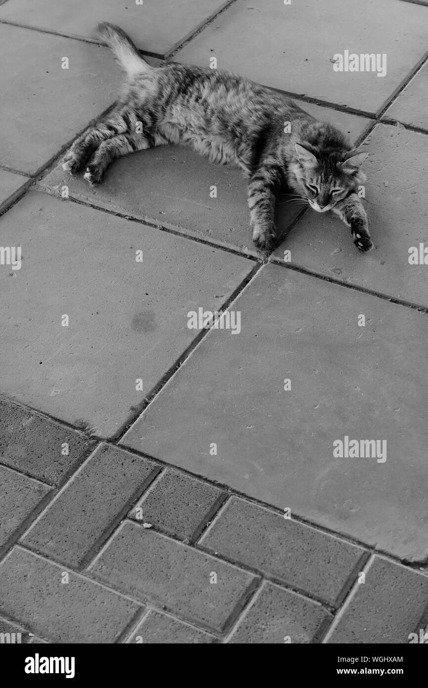 Cat pathway hi-res stock photography and images - Alamy