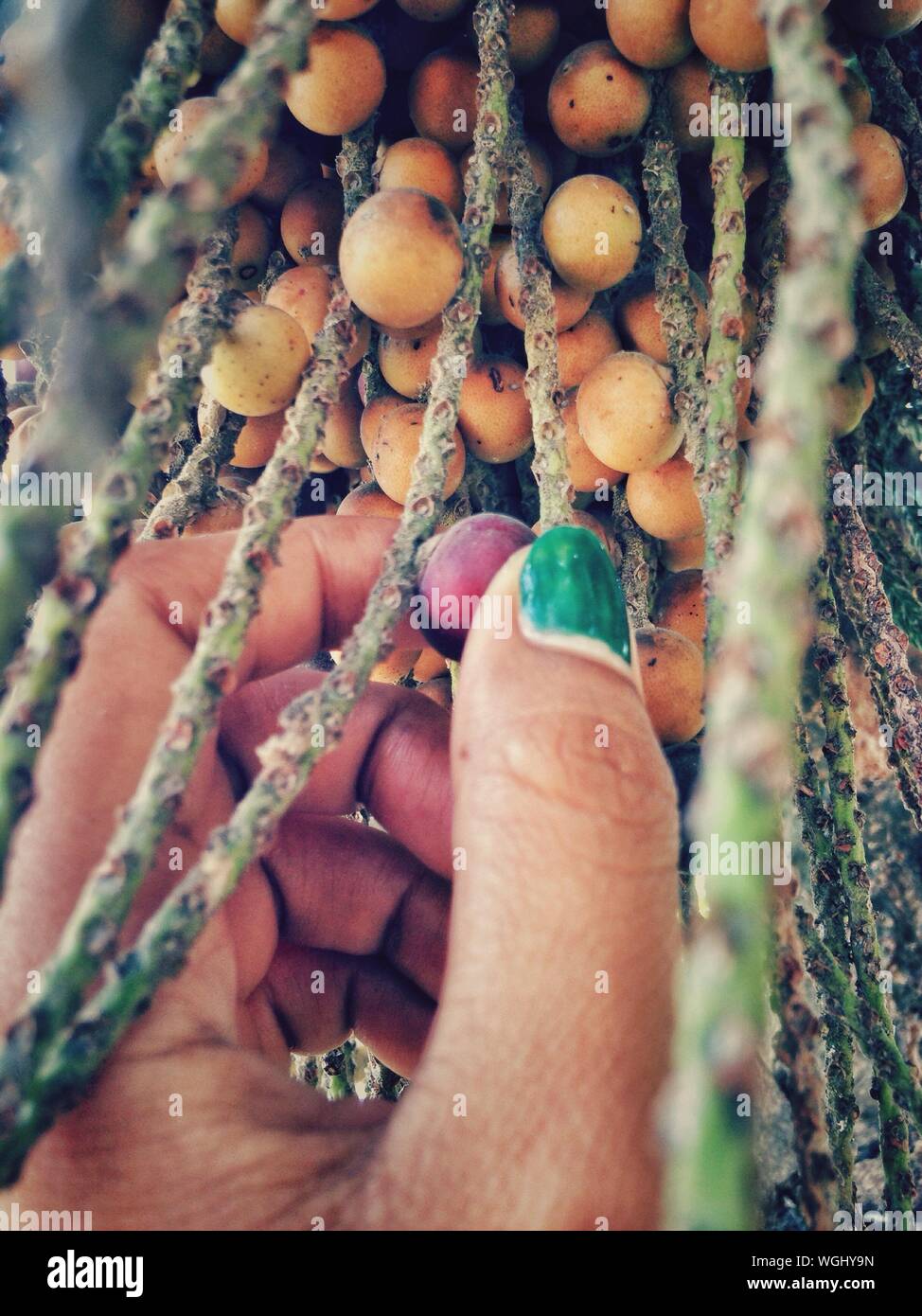 Plucking fruit hi-res stock photography and images - Alamy