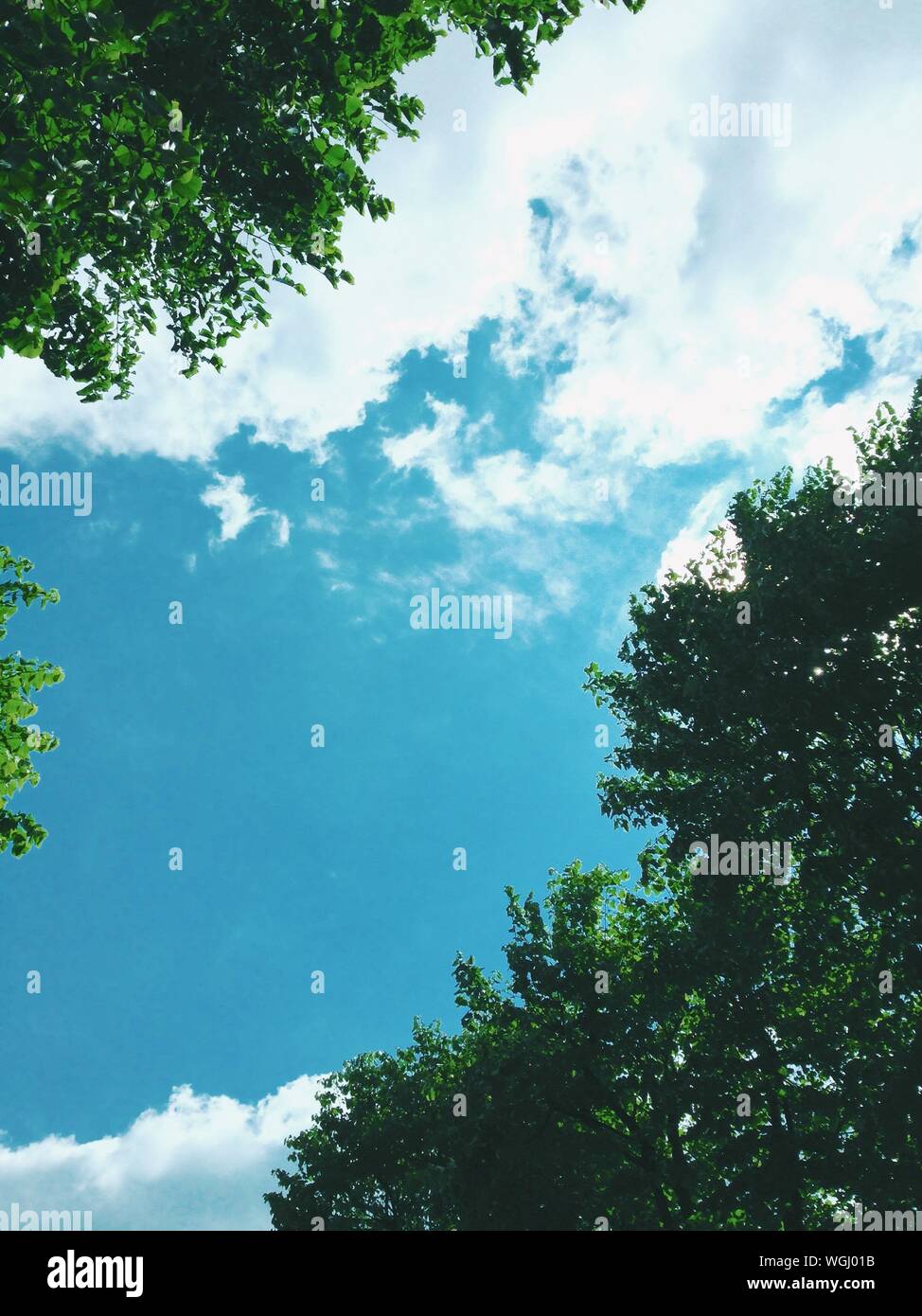 Under tree canopy hi-res stock photography and images - Alamy