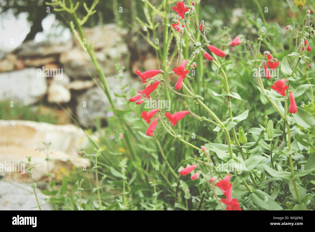 Red wildflowers hi-res stock photography and images - Alamy