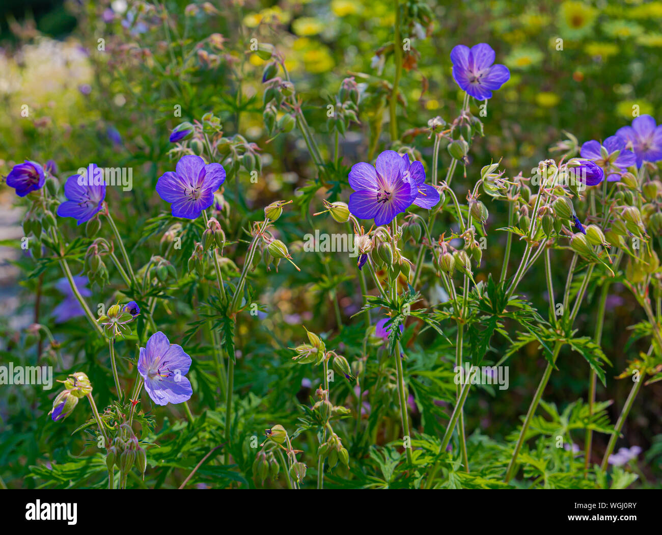 Geranium Rozanne, Cranesbill perennial flowers with a blue and purple ...