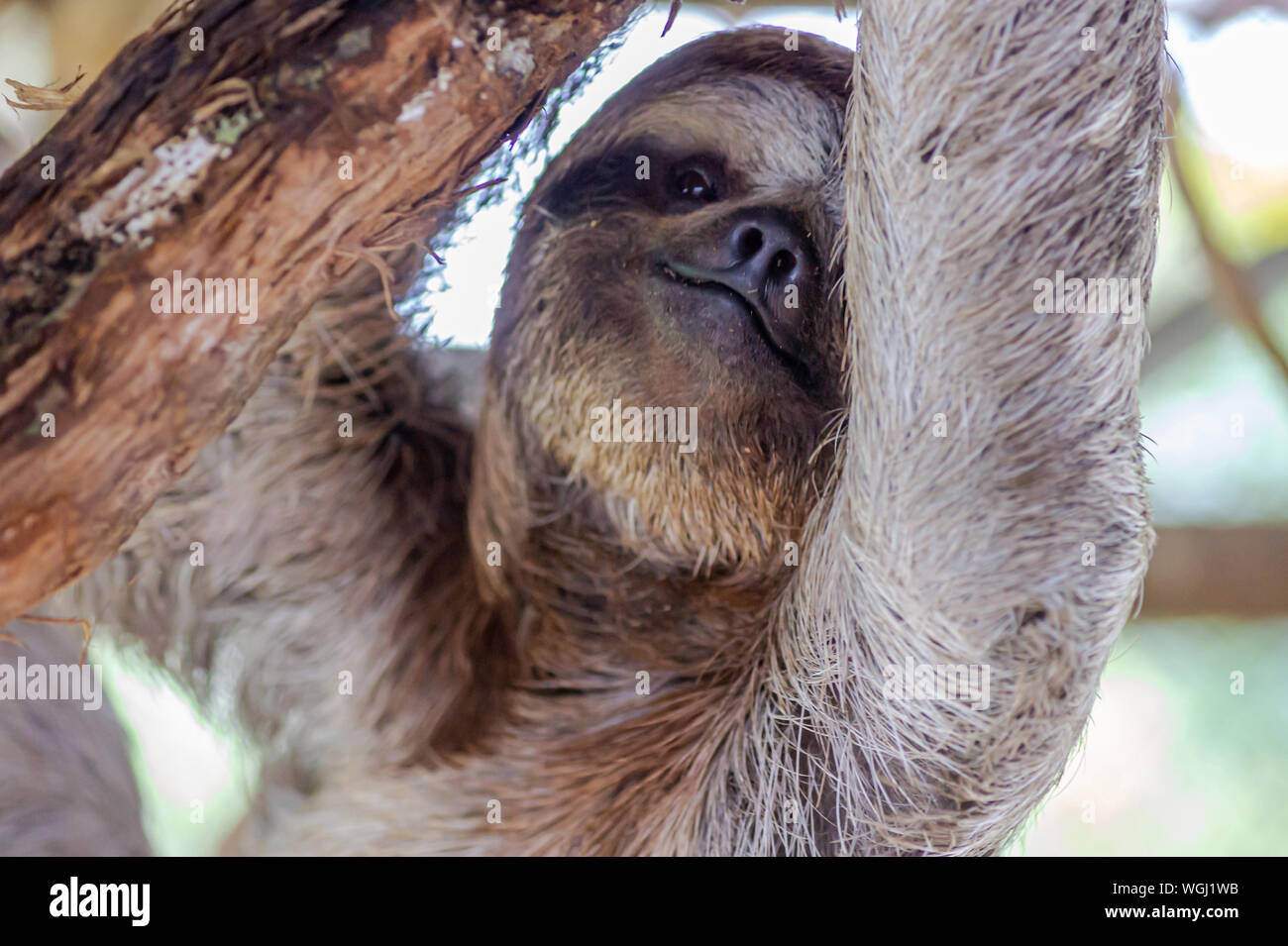 Brown-throated sloth, slow animal (Bradypus variegatus), animal face ...