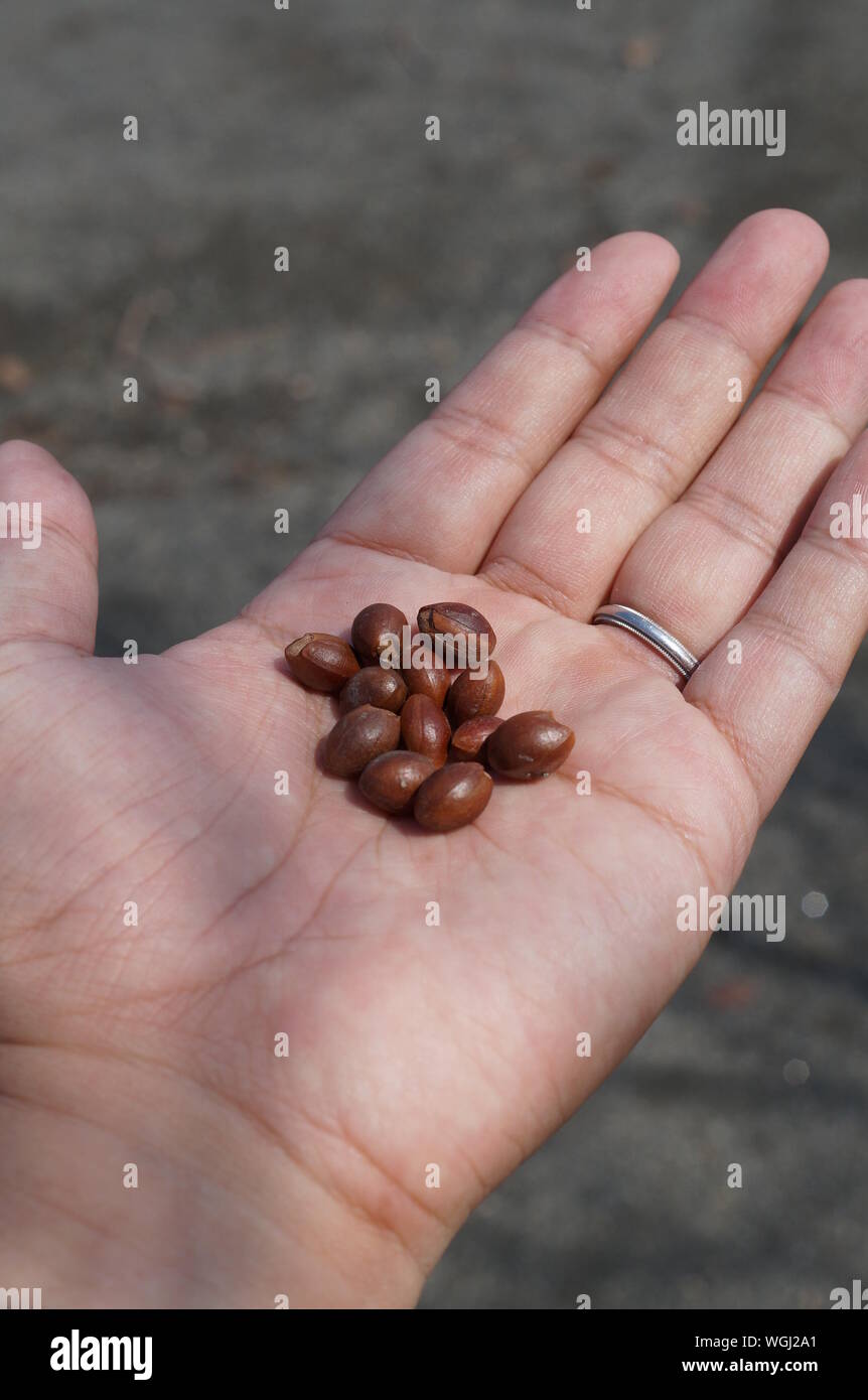 Nuts image hi-res stock photography and images - Alamy