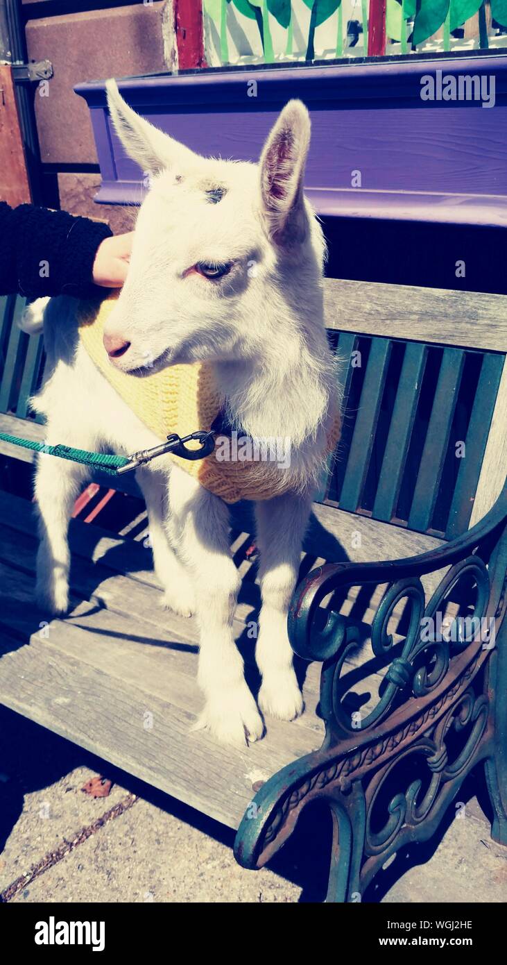 Goat On Leash High Resolution Stock Photography and Images - Alamy