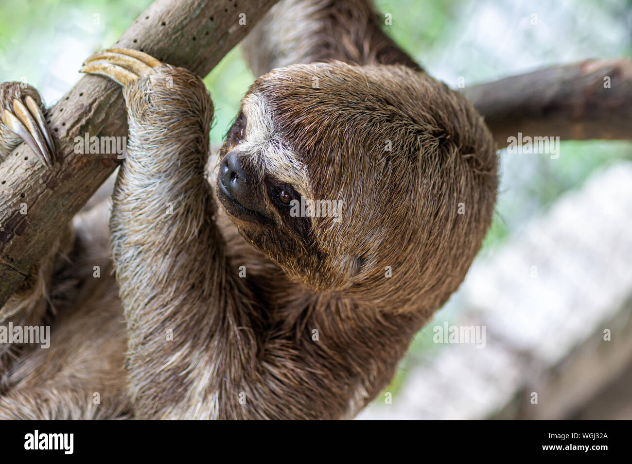 Funny Sloth Face