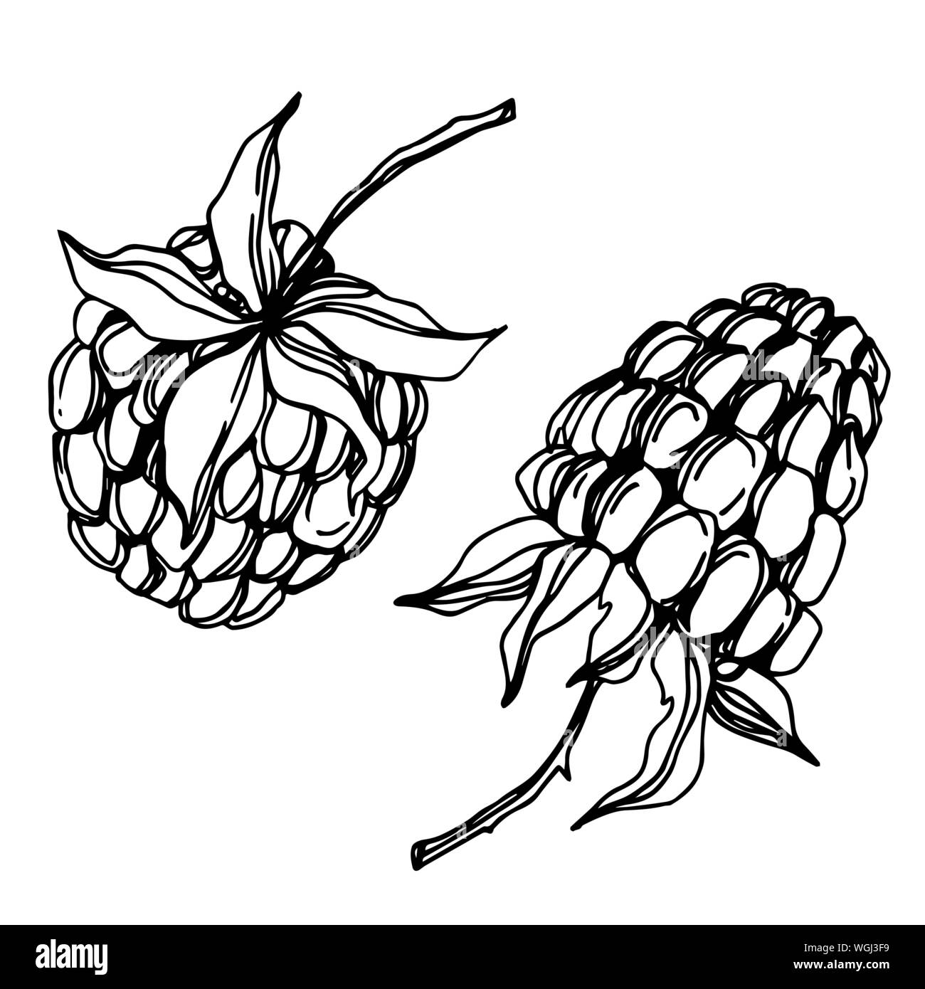 Vector Raspberry healthy food fresh berry isolated element. Black and ...