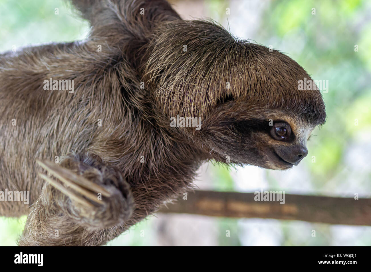 Brown-throated sloth, slow animal (Bradypus variegatus), animal face ...