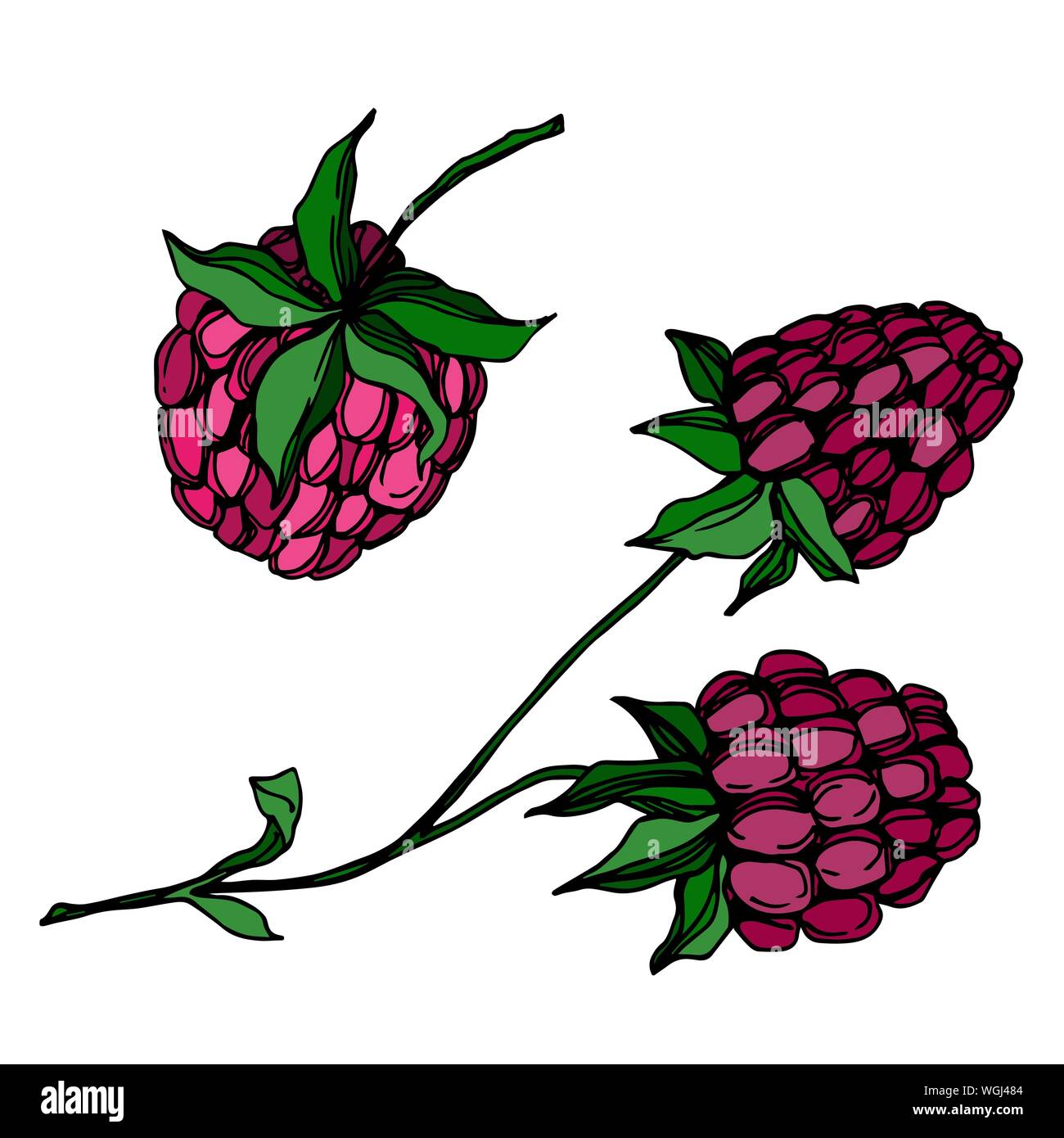 Vector Raspberry healthy food fresh berry isolated element. Black and ...