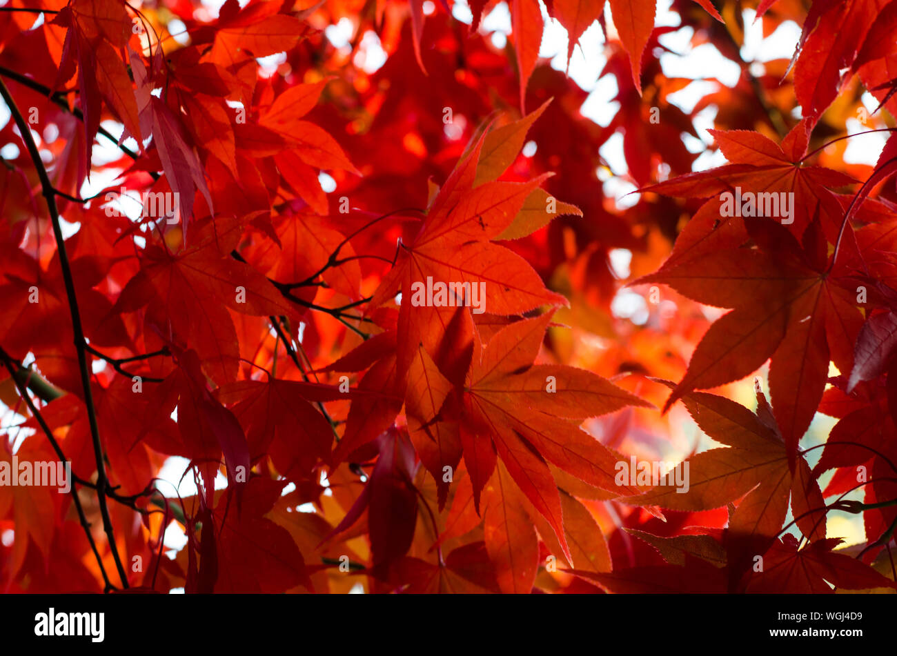 Life red foliage maple hi-res stock photography and images - Alamy