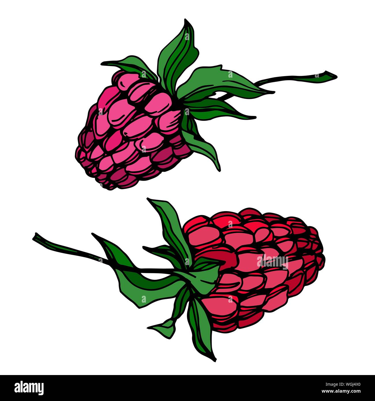 Vector Raspberry healthy food fresh berry isolated element. Black and ...