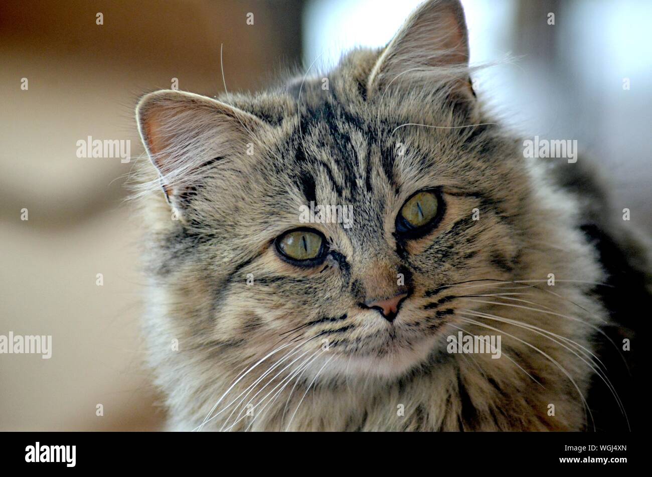 Animal face hi-res stock photography and images - Alamy