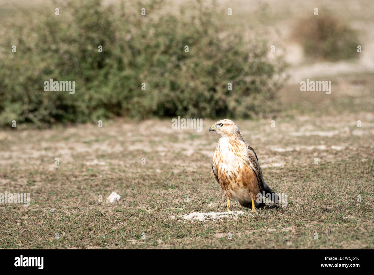 clean image of long legged buzzard or buteo rufinus portrait. He was ...
