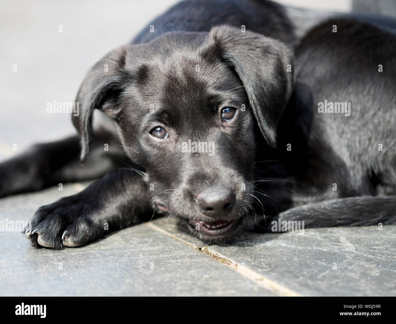 Black Labrador Puppy at 3 months old Stock Photo - Alamy