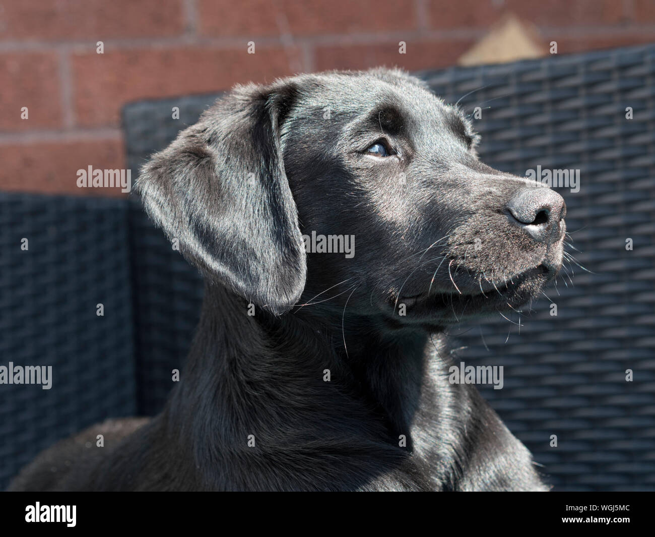 Handsome black labrador hi-res stock photography and images - Alamy