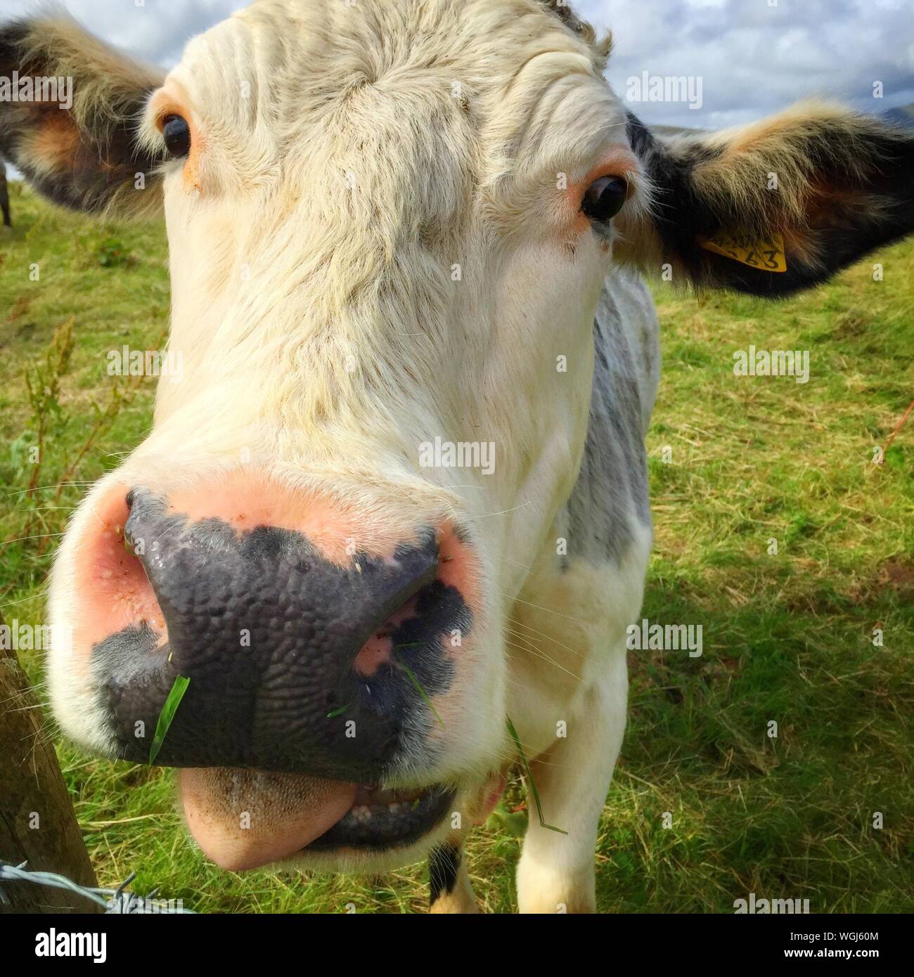 Cow Sticking Out Tongue High Resolution Stock Photography and Images ...