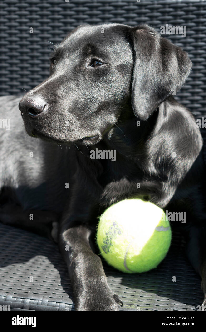 Black lab puppy ball hi-res stock photography and images - Alamy