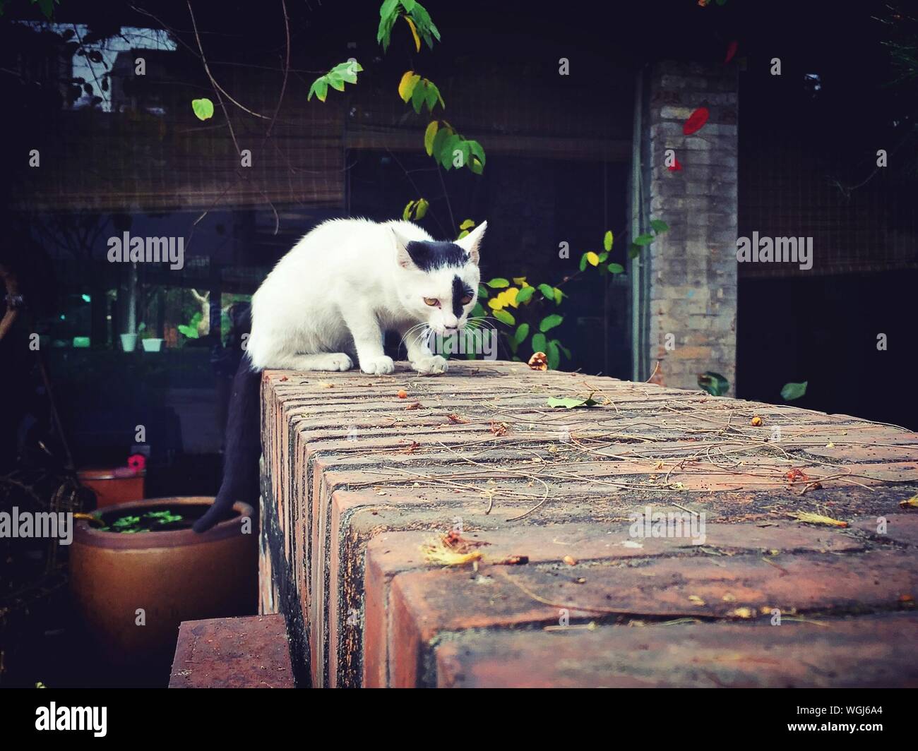 Curious white cat hi-res stock photography and images - Alamy