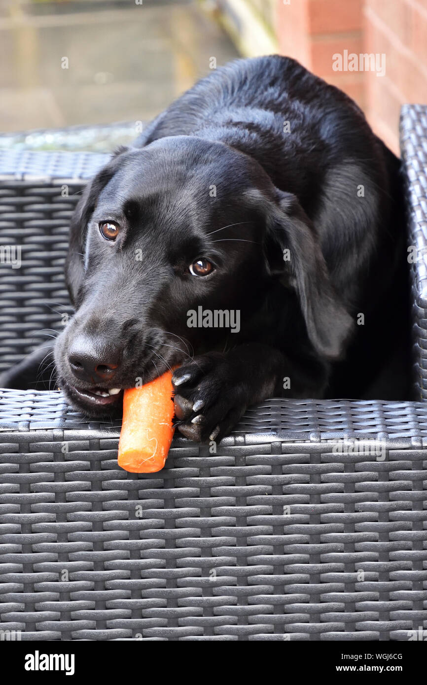 Labrador Eating Black High Resolution Stock Photography and Images - Alamy