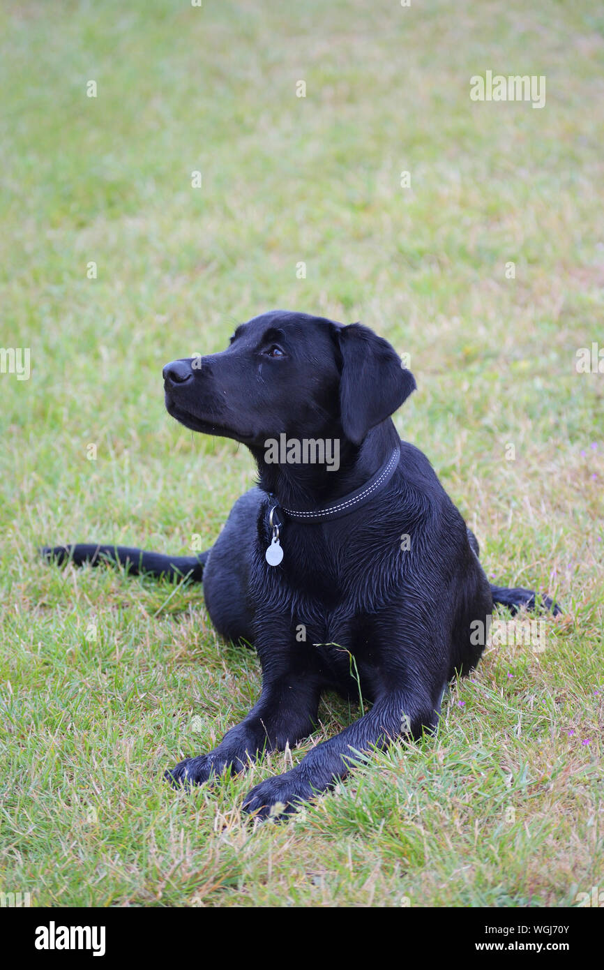 Black Labrador Puppy lying down on grass Stock Photo - Alamy