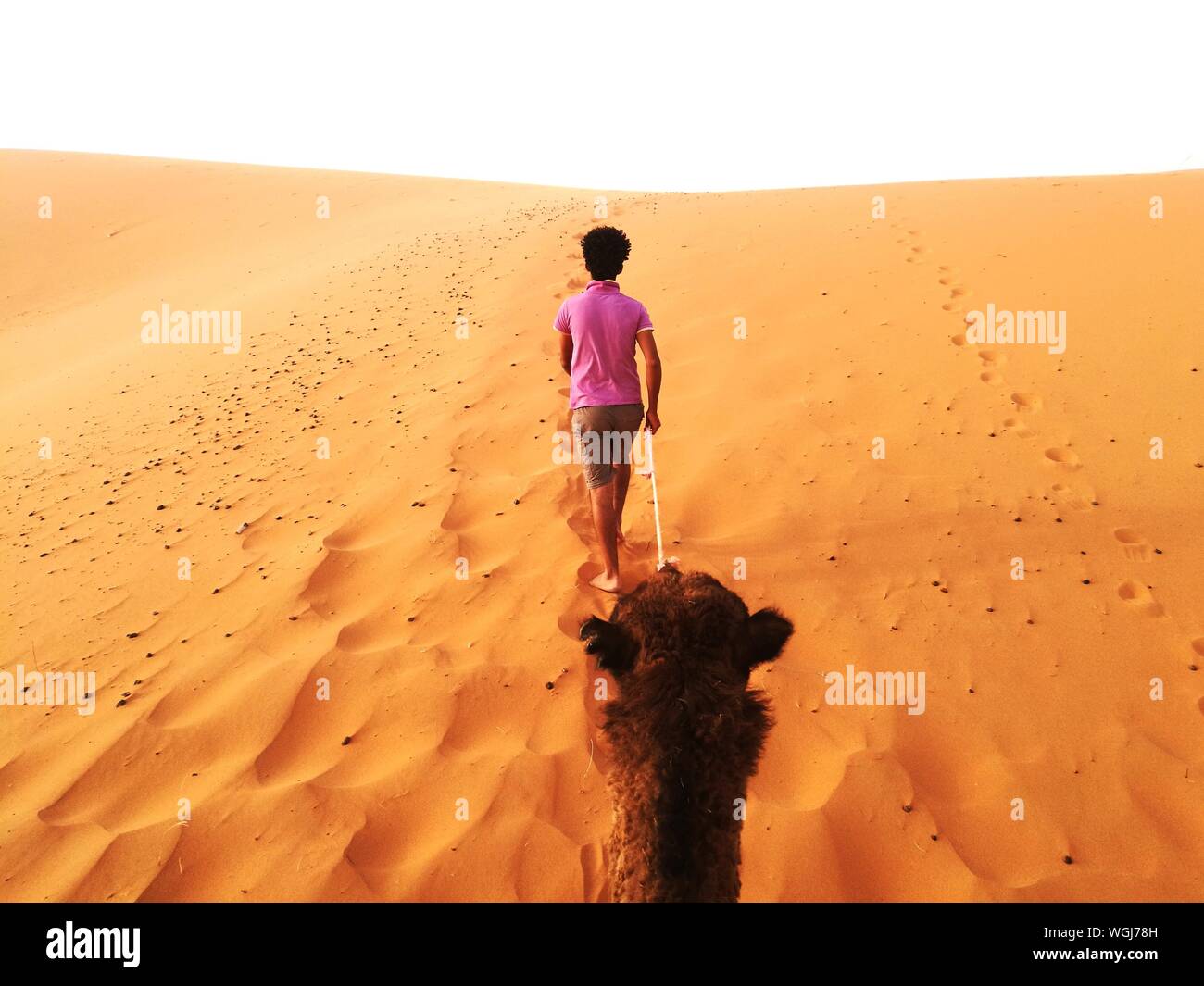 Leading camel desert hi-res stock photography and images - Alamy