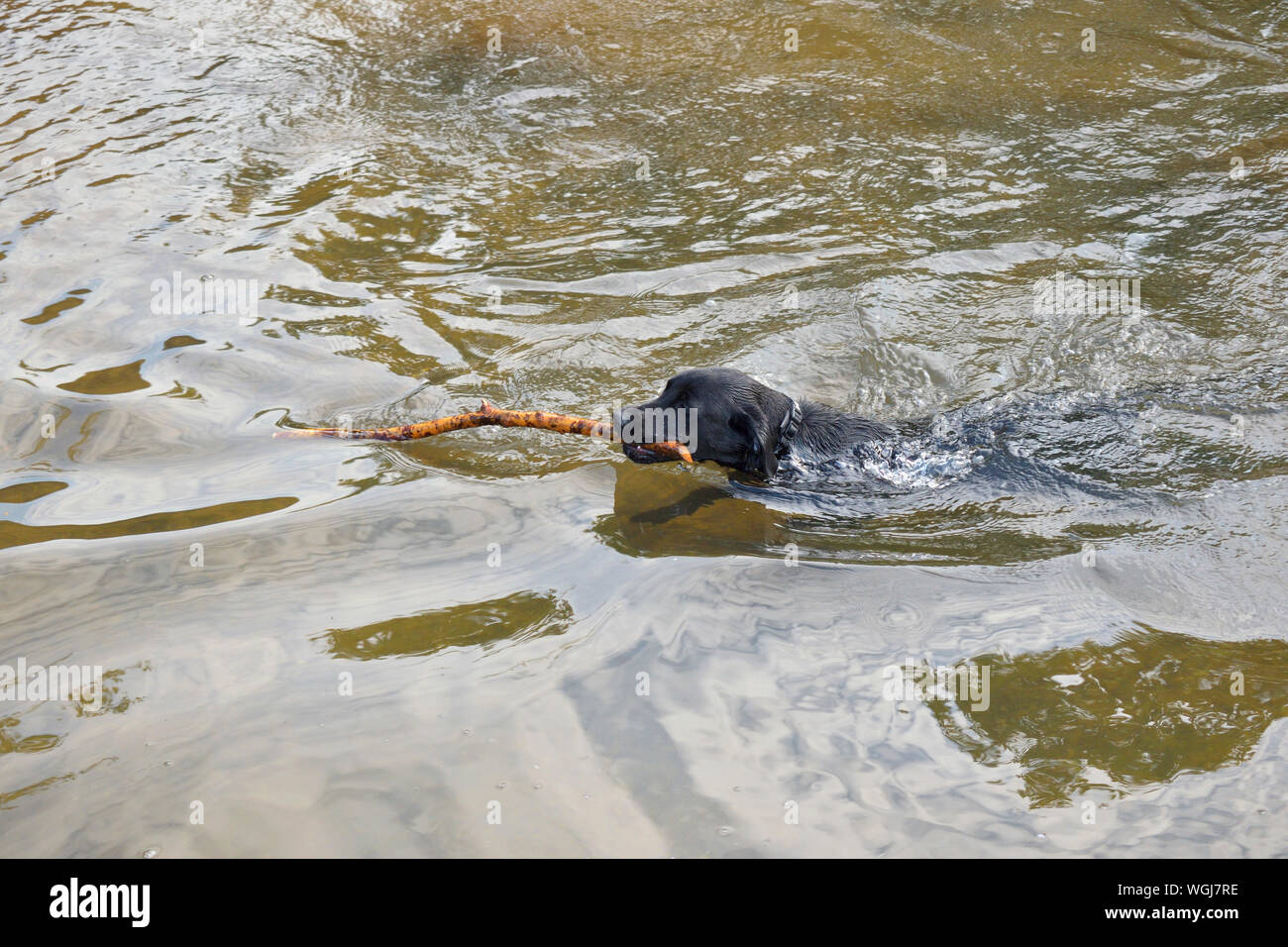 Black Labrador Puppy Swimming in the River Derwent at Chatsworth Stock ...