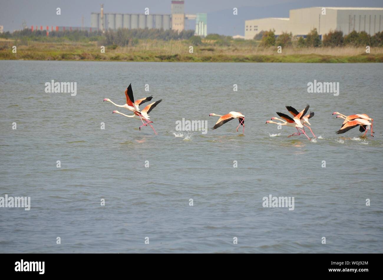 Flamingos flying over lake hi-res stock photography and images - Alamy