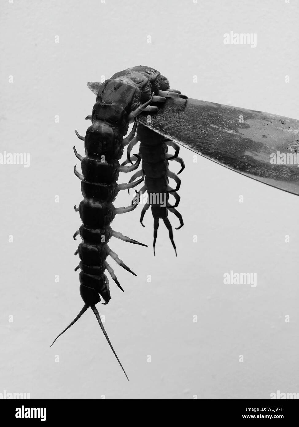Dead Centipede High Resolution Stock Photography and Images - Alamy