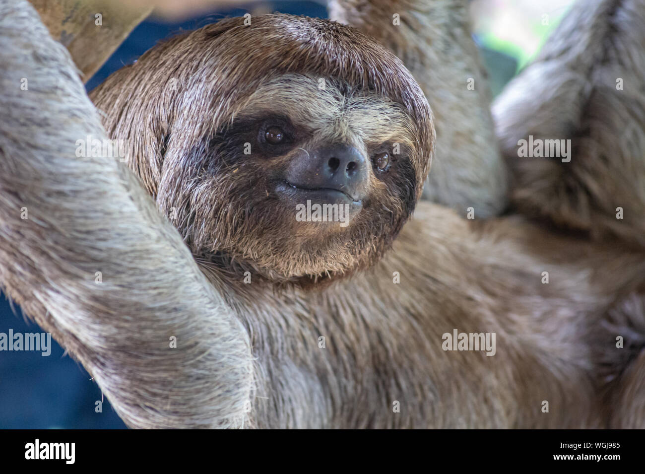 Brown-throated sloth, slow animal (Bradypus variegatus), animal face ...
