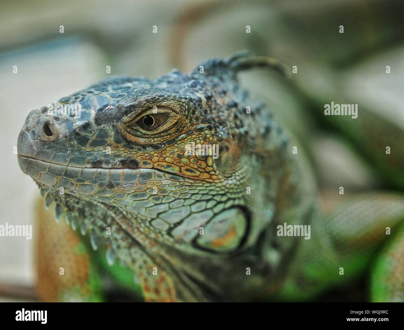 Godzilla godzilla hi-res stock photography and images - Alamy