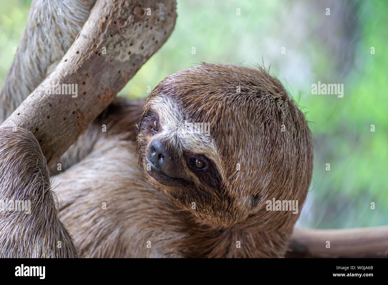 Brown-throated sloth, slow animal (Bradypus variegatus), animal face ...