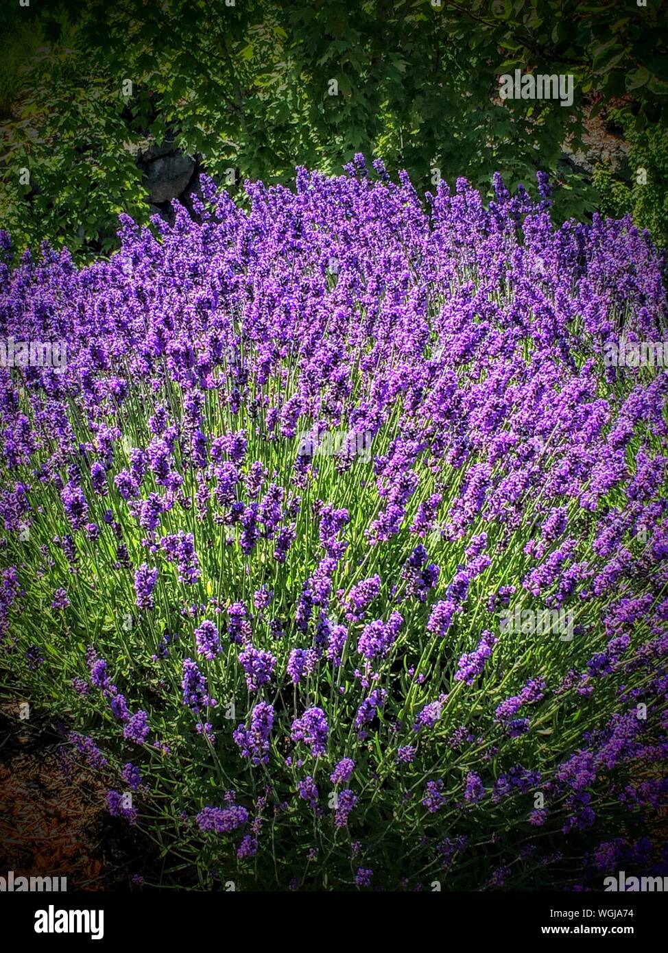Lavender bush hi-res stock photography and images - Alamy
