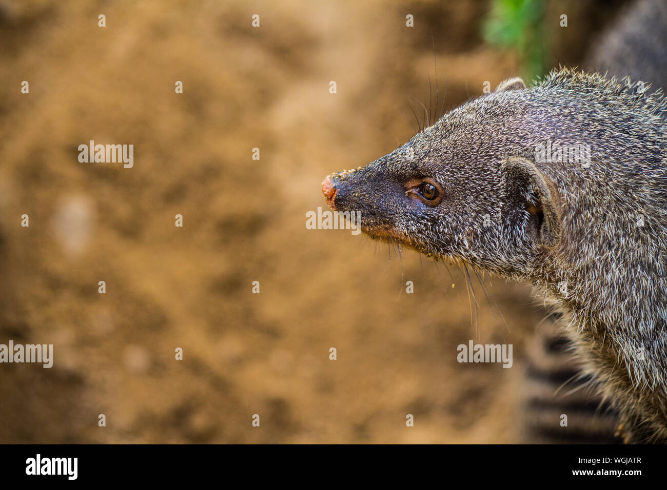 Mongoose body hi-res stock photography and images - Alamy