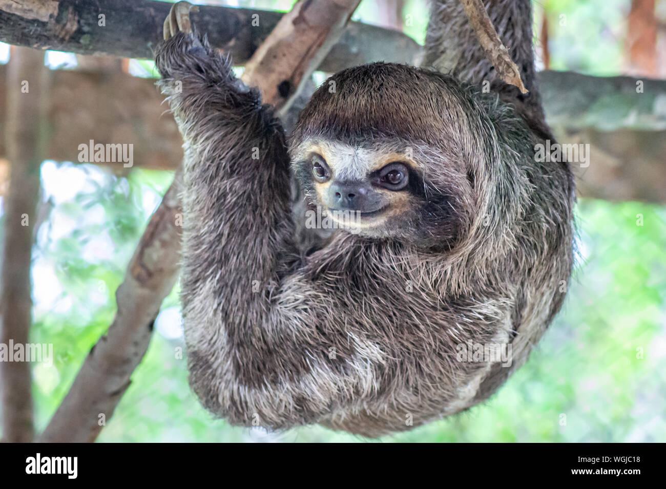 Slowest Animal On Land