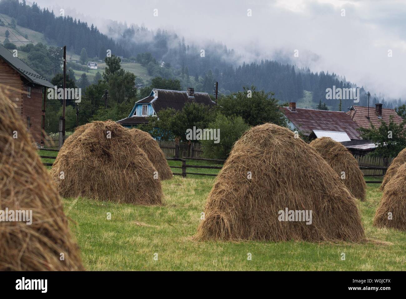 landscape. view of stacks with Karpatian hills at background. Vorokhta ...