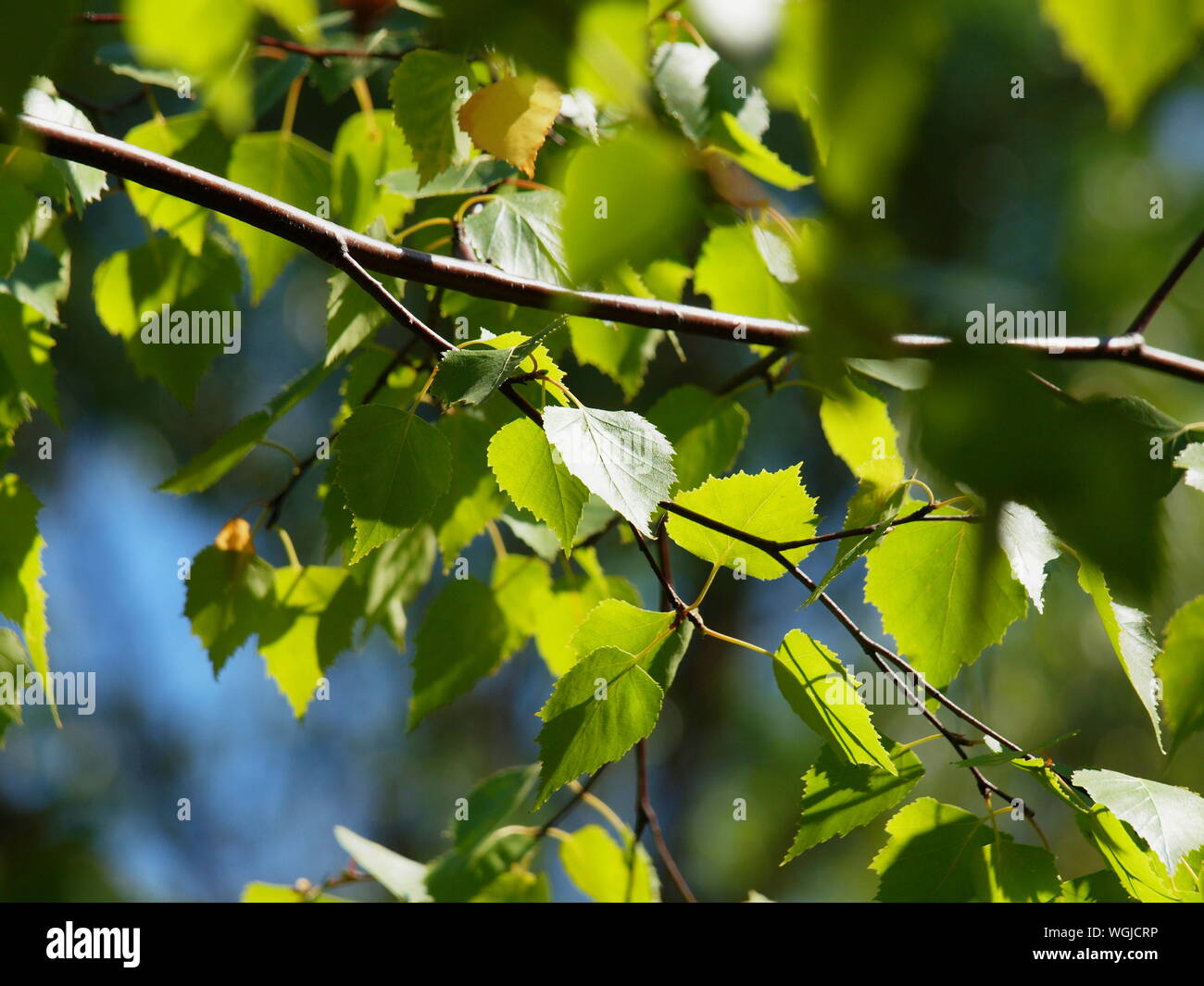 Chinese red birch tree green leaves foliage Betula albosinensis Stock ...