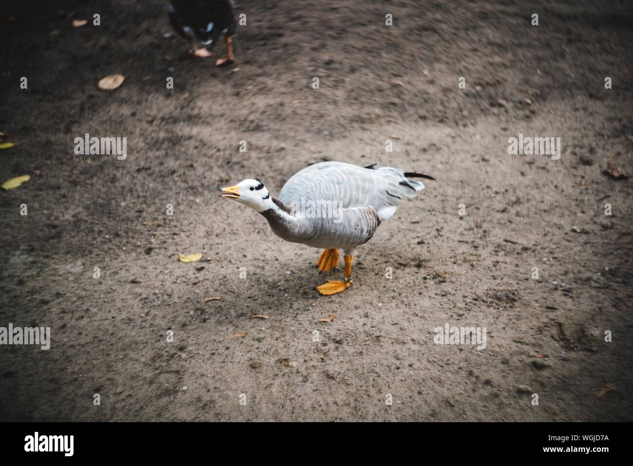 Quacking hi-res stock photography and images - Alamy