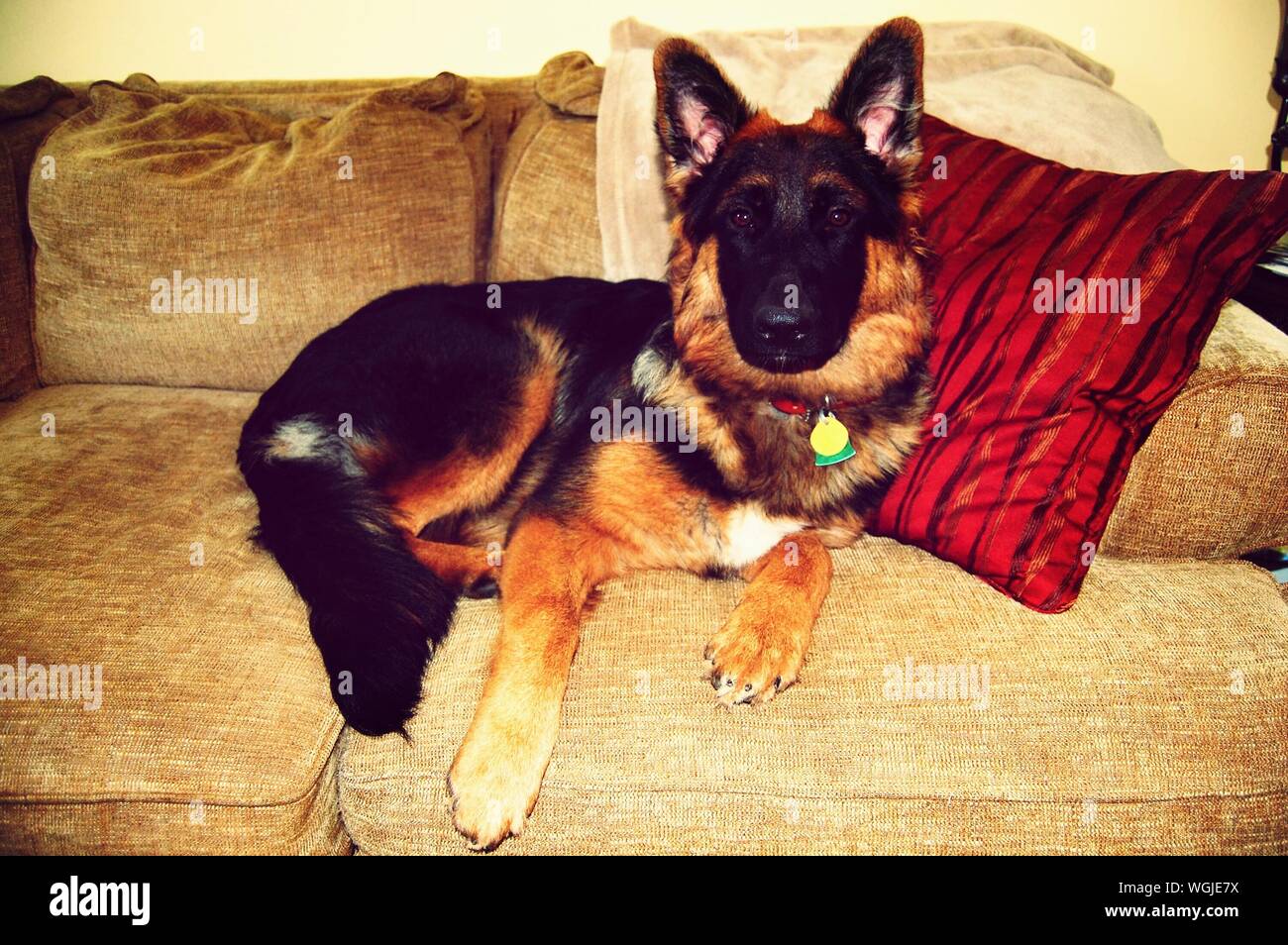 German shepherd lying hi-res stock photography and images - Alamy