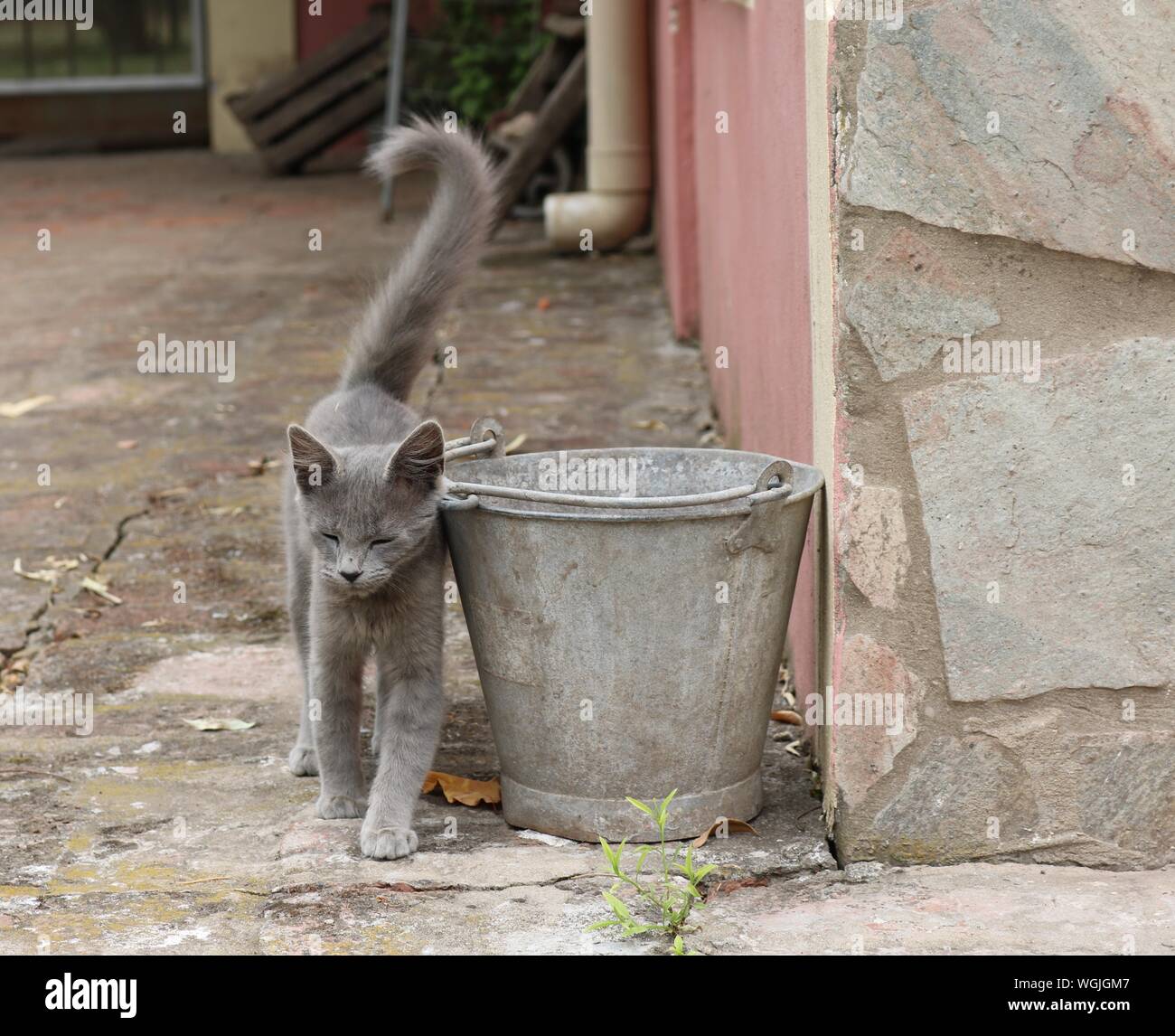 Cat bucket hi-res stock photography and images - Alamy