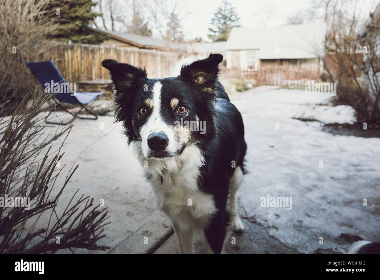 Border Collie Back High Resolution Stock Photography and Images - Alamy