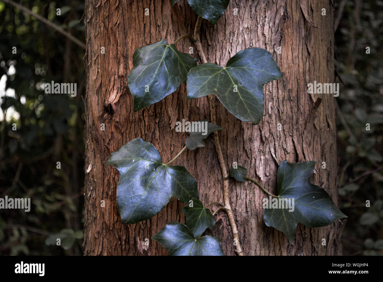 Creeper tree hi-res stock photography and images - Alamy