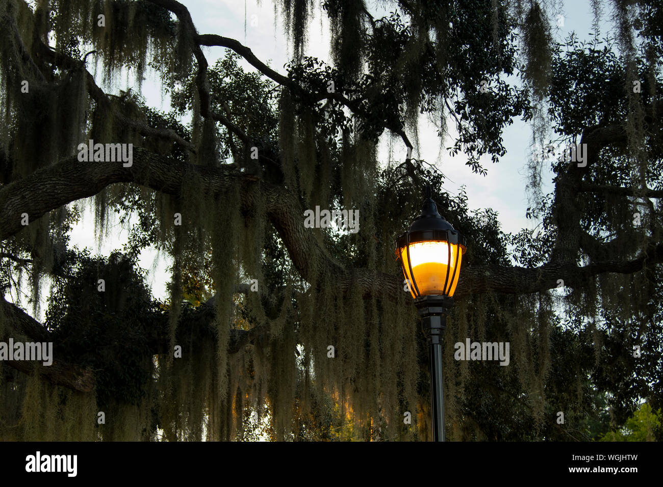Glowing spanish moss hi-res stock photography and images - Alamy