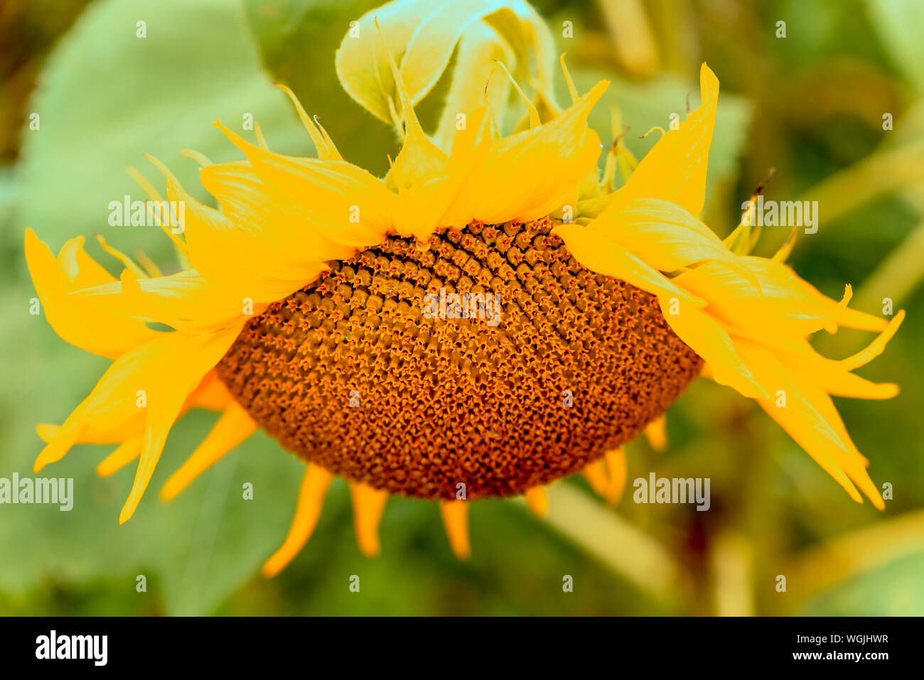 Sunflower blooming close-up Stock Photo - Alamy