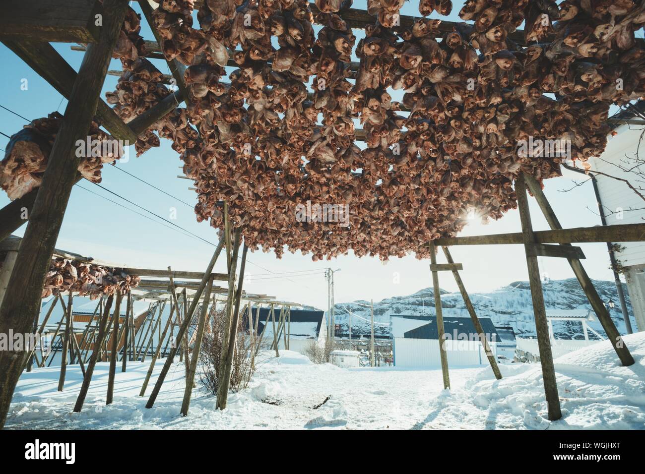 dried cod heads hanging on drying rack. Lofoten islands. Norway Stock ...