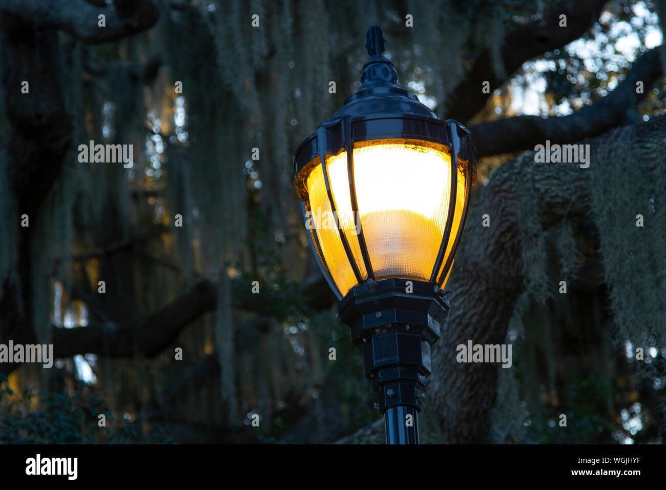 Glowing spanish moss hi-res stock photography and images - Alamy
